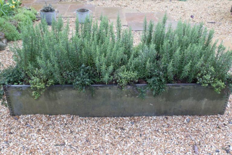 How to Grow Rosemary in Pots and Containers | Gardener’s Path