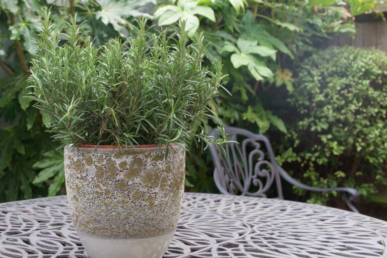 How to Grow Rosemary in Pots and Containers | Gardener’s Path