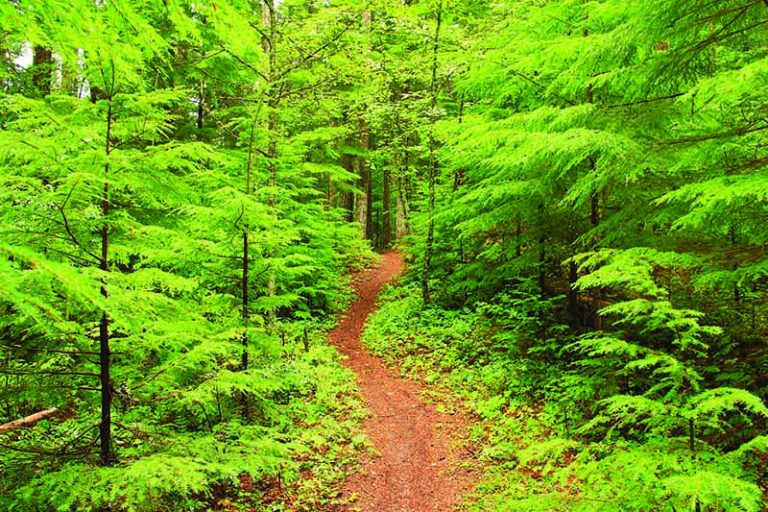 Audubon Trees of North America Book Review | Gardener’s Path
