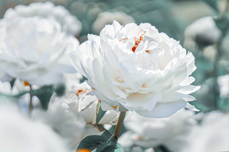Peony Growing Guides, Tips, and Information | Gardener's Path