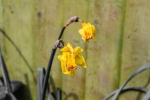 5 Reasons Why Your Daffodils Aren’t Flowering | Gardener’s Path