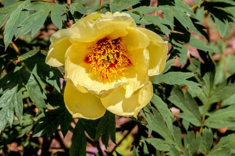What Are the Different Types of Peony Flowers? | Gardener’s Path