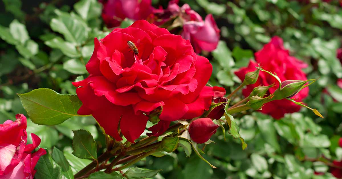 13 of the Best Hardy Roses to Grow at Home | Gardener’s Path