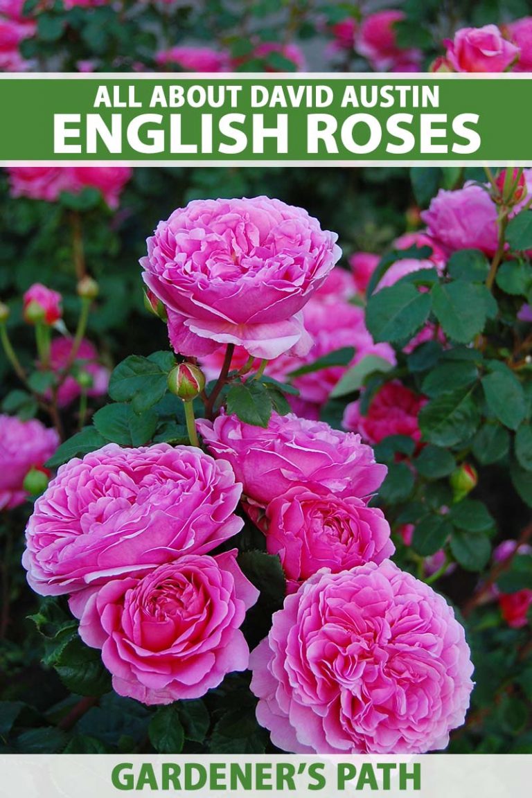 All About David Austin English Roses | Gardener’s Path