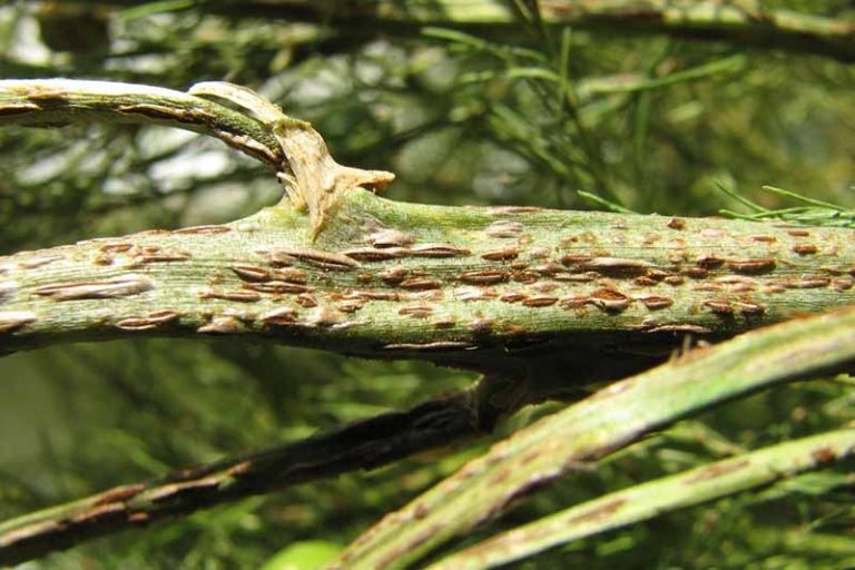 How to Identify and Control Asparagus Diseases | Gardener’s Path