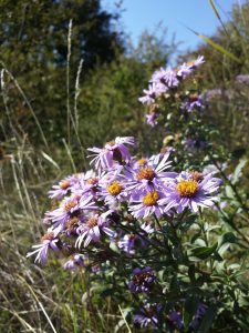 How to Grow and Care for Aster Flowers | Gardener’s Path
