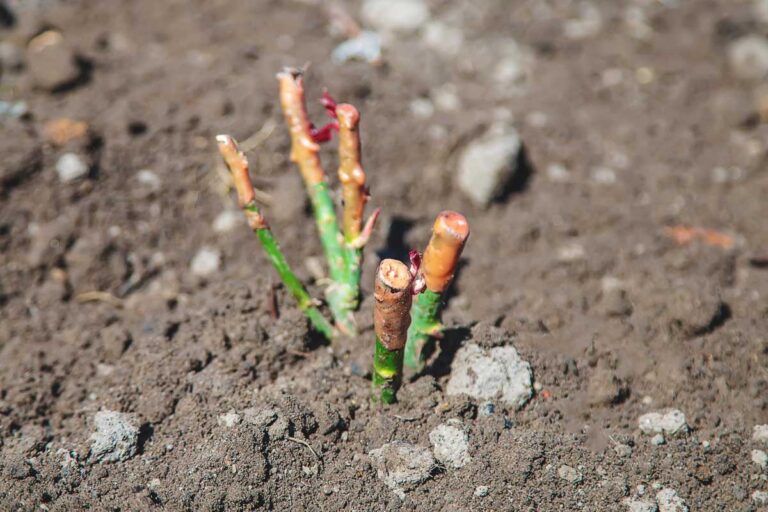 How to Plant and Care for Bare Root Roses | Gardener’s Path