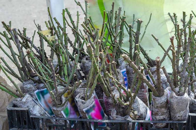 How to Plant and Care for Bare Root Roses | Gardener’s Path