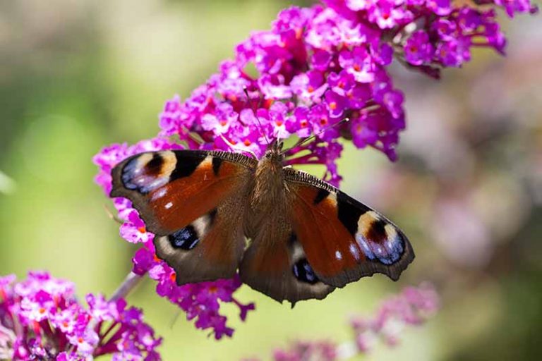 17 of the Best Butterfly Bush Varieties | Gardener's Path