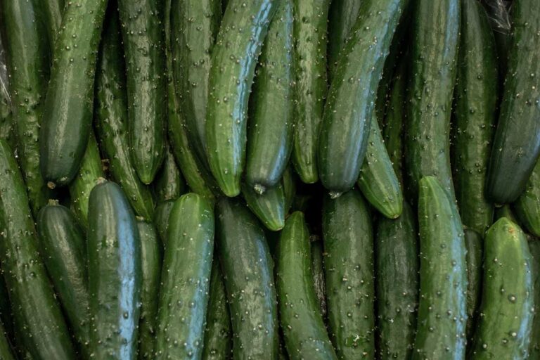 What Are the Different Types of Cucumber Plants You Can Grow?