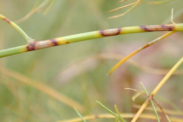 How to Identify and Control Asparagus Diseases | Gardener’s Path