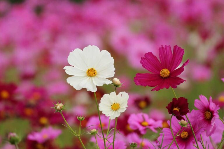25 of the Best Cosmos Flower Cultivars for Your Yard