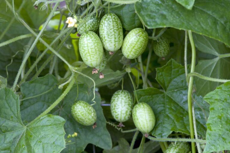 What Are the Different Types of Cucumber Plants You Can Grow?