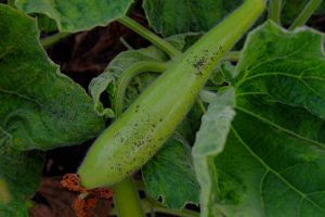 How to Grow Italian Cucuzza Squash| Gardener’s Path