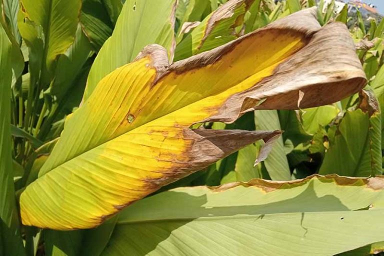How to Plant and Grow Turmeric | Gardener's Path