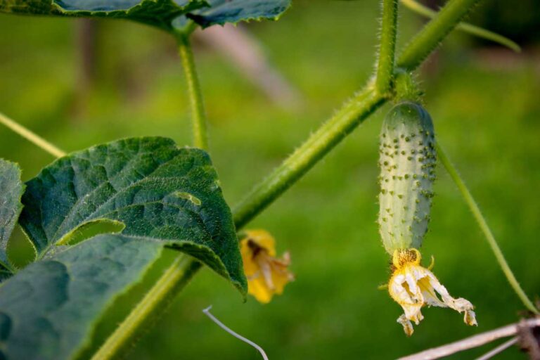 What Are the Different Types of Cucumber Plants You Can Grow?