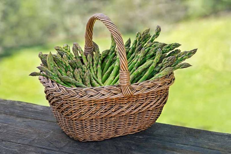 How and When to Harvest Asparagus | Gardener’s Path