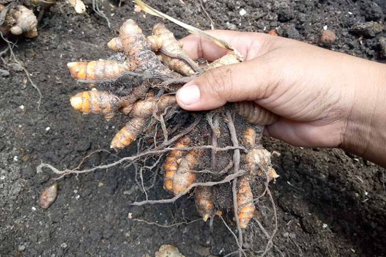 How to Plant and Grow Turmeric | Gardener's Path