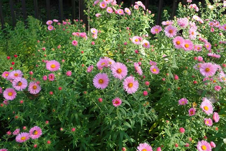 Aster Flower Growing Guides Tips And Info Gardener S Path