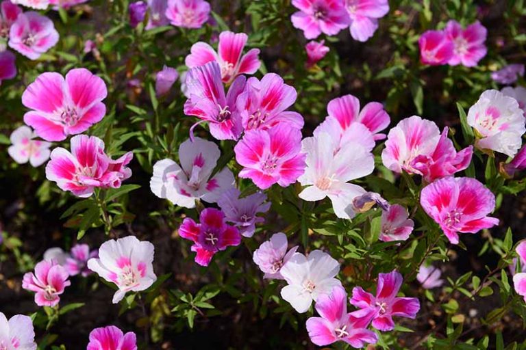 How to Grow Satin Flower (Clarkia amoena) | Gardener’s Path