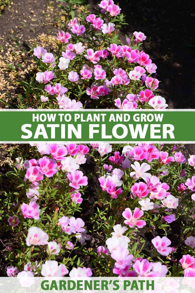 How to Grow Satin Flower (Clarkia amoena) | Gardener’s Path