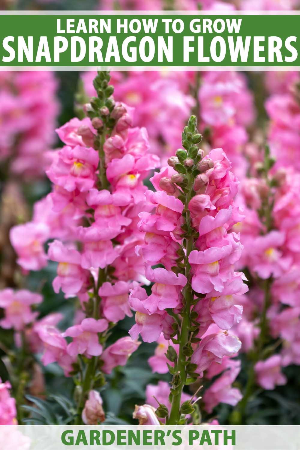 How to Grow and Care for Snapdragon Flowers | Gardener's Path