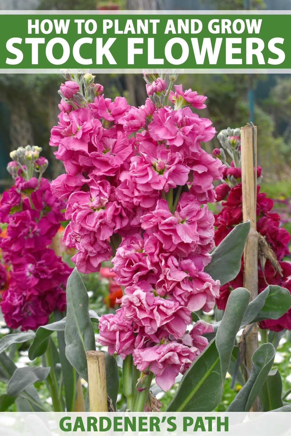 How to Grow and Care for Stock Flowers (Matthiola incana)