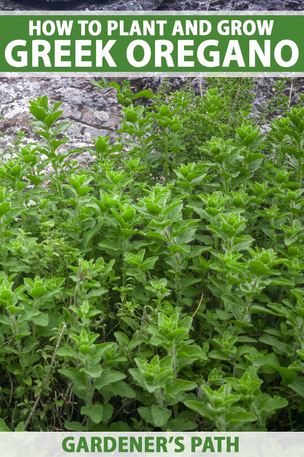 How to Plant and Grow Greek Oregano | Gardener’s Path
