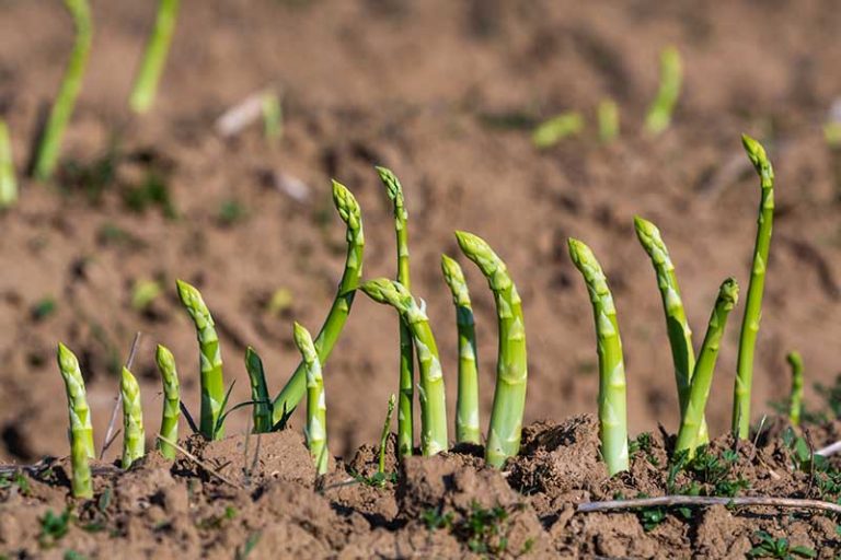 How to Identify and Control Asparagus Diseases | Gardener’s Path