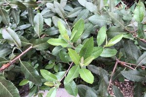 How to Grow and Care for Toyon (California Holly) | Gardener’s Path