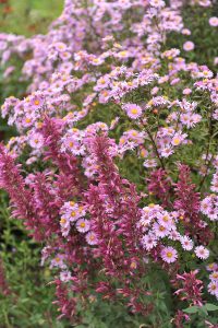 How to Grow and Care for Aster Flowers | Gardener’s Path