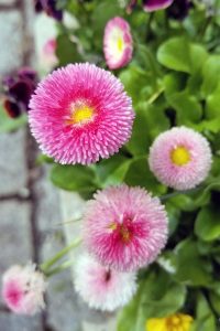 How to Grow English Daisies (Bellis perennis) | Gardener’s Path