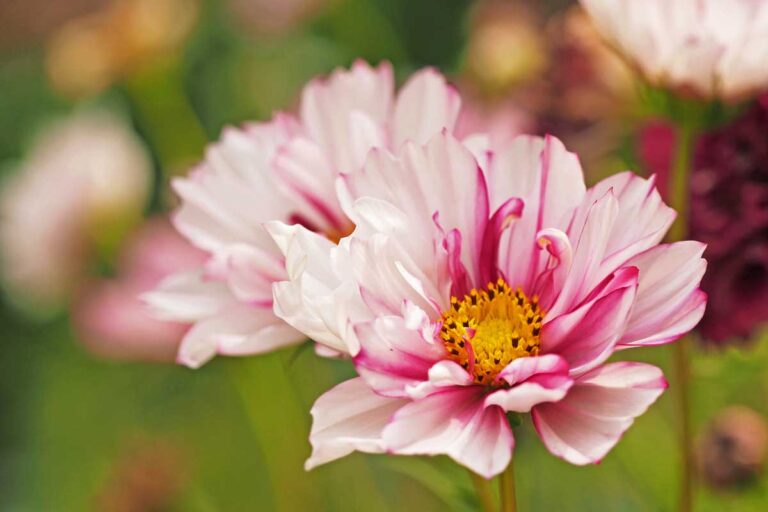 25 of the Best Cosmos Flower Cultivars for Your Yard