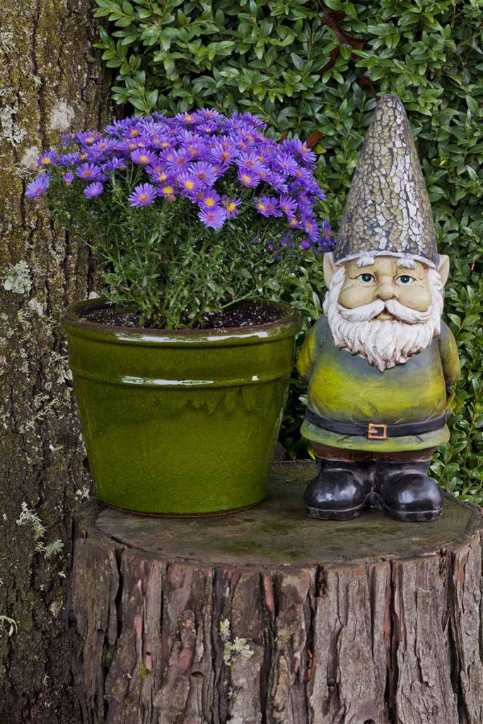 Tips for Growing Asters in Containers | Gardener’s Path