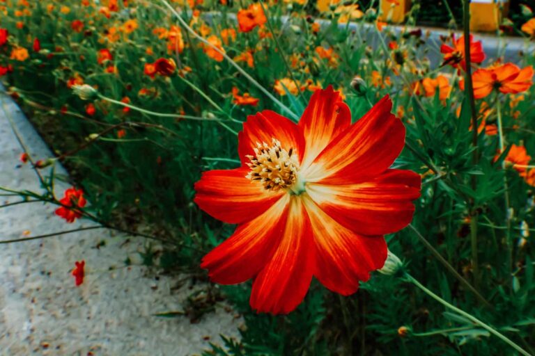 25 of the Best Cosmos Flower Cultivars for Your Yard