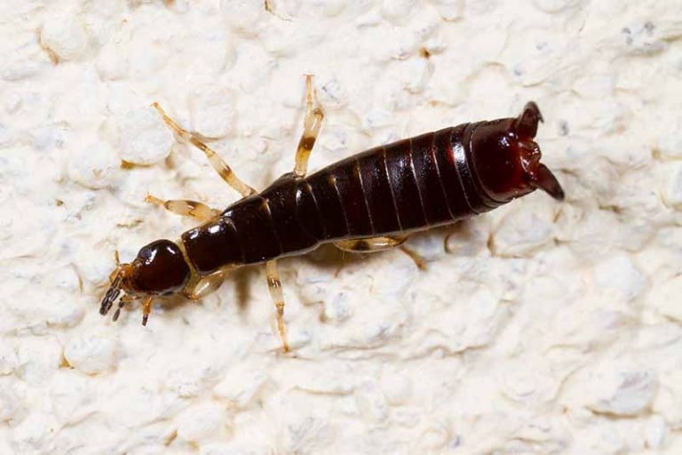 How to Identify and Control Earwigs | Gardener’s Path