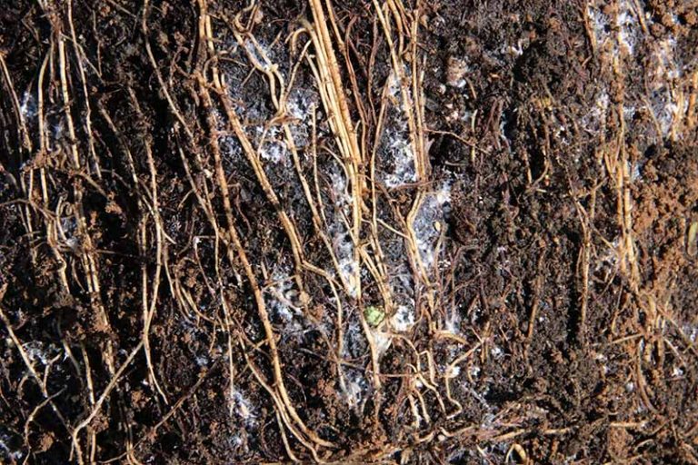 How to Identify and Control Mealybugs | Gardener’s Path