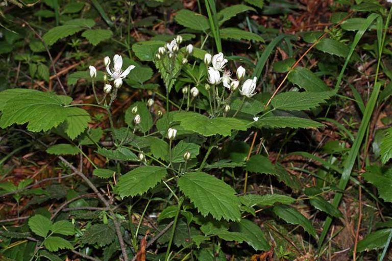 How to Plant and Grow Blackberry Bushes | Gardener’s Path