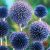 How to Grow Small Globe Thistle | Gardener’s Path