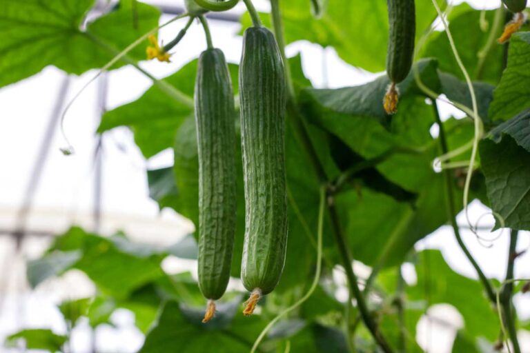 What Are the Different Types of Cucumber Plants You Can Grow?