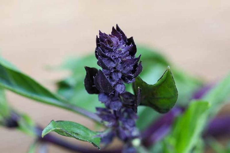 How to Plant and Grow Thai Basil | Gardener’s Path