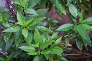 How to Plant and Grow Thai Basil | Gardener’s Path