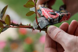 How to Propagate Roses from Cuttings | Gardener’s Path
