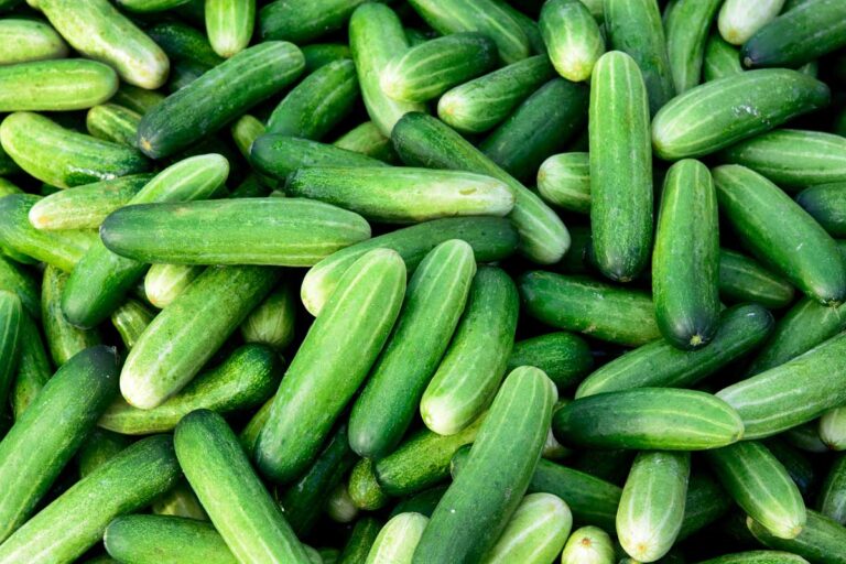 What Are the Different Types of Cucumber Plants You Can Grow?