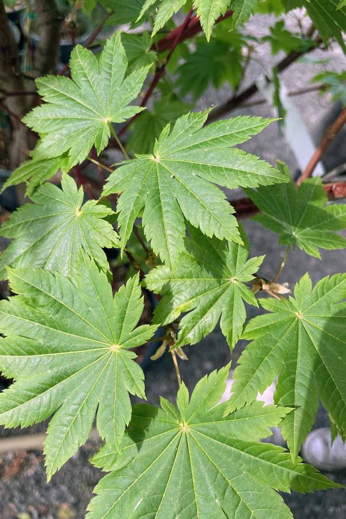 A Guide to Different Japanese Maple Types | Gardener’s Path