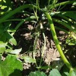 How to Identify and Control Zucchini Diseases | Gardener’s Path