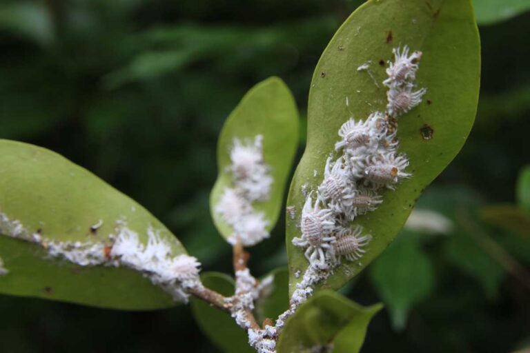 How to Identify and Control Mealybugs | Gardener’s Path