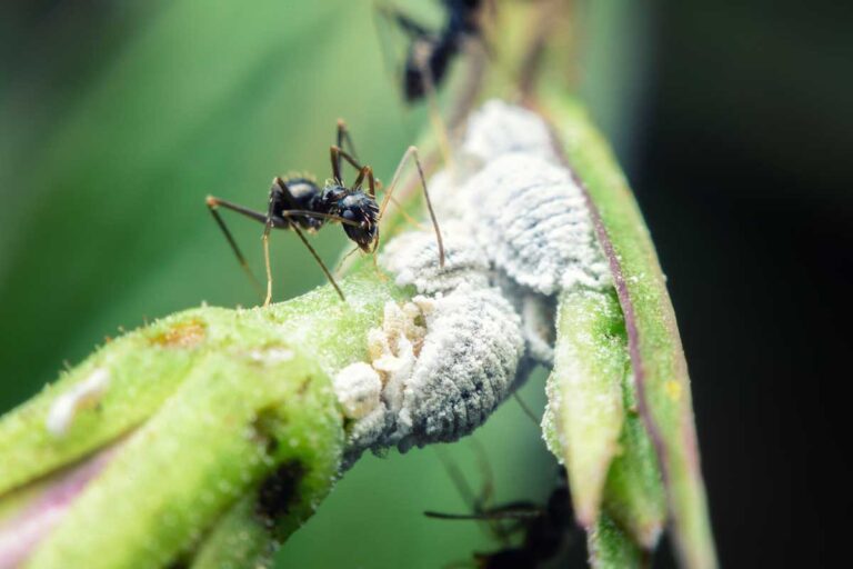 How to Identify and Control Mealybugs | Gardener’s Path