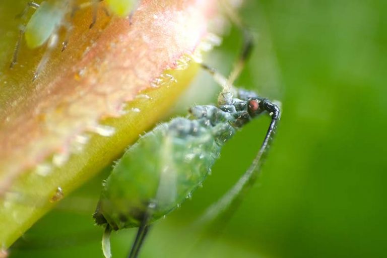 How to Control Aphids on Roses | Gardener’s Path