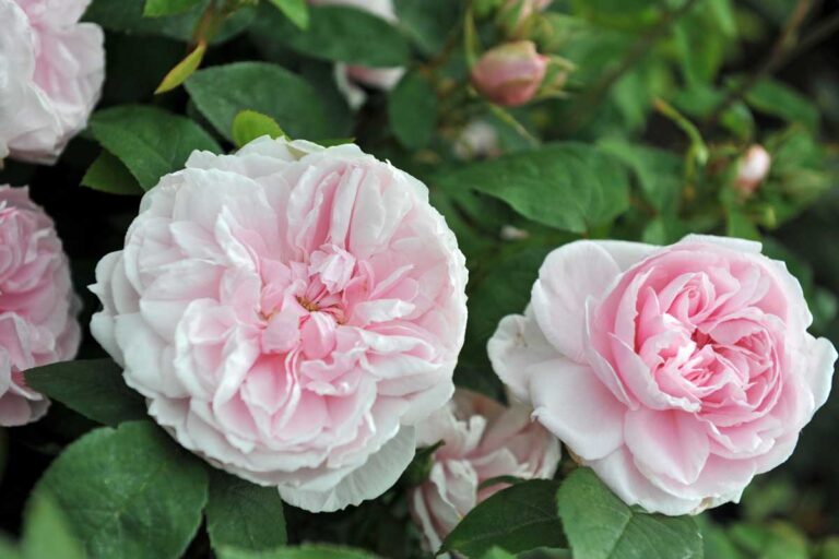Learn About David Austin English Roses | Gardener’s Path
